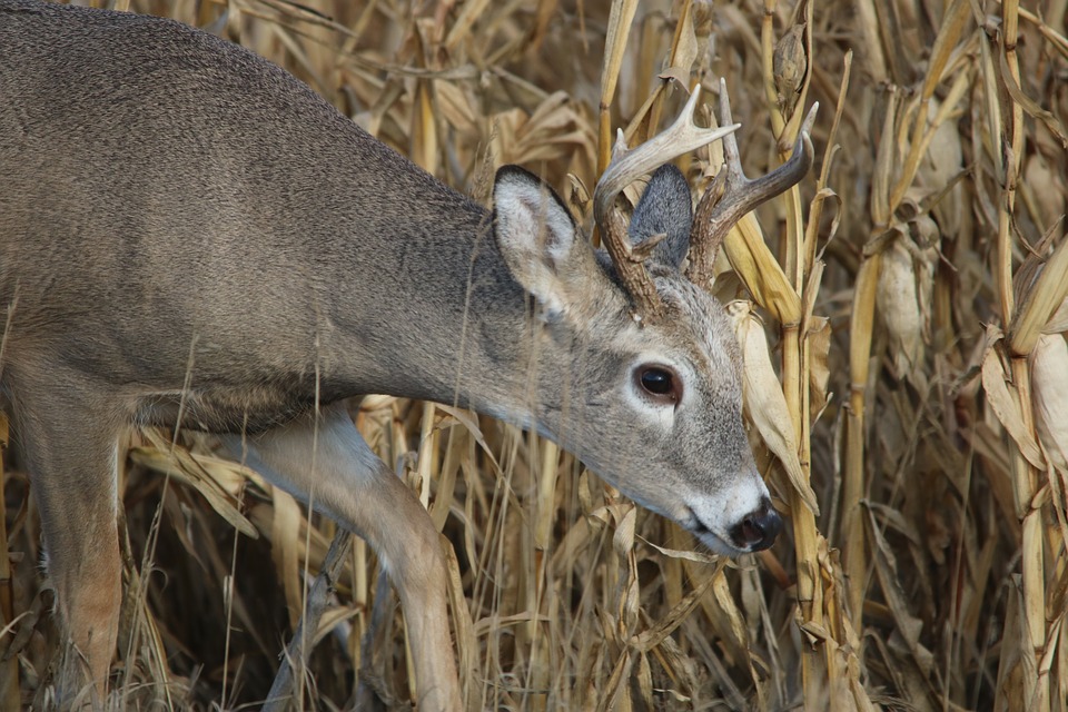 Two Deer Test Positive for Chronic Wasting Disease in Southwest North ...