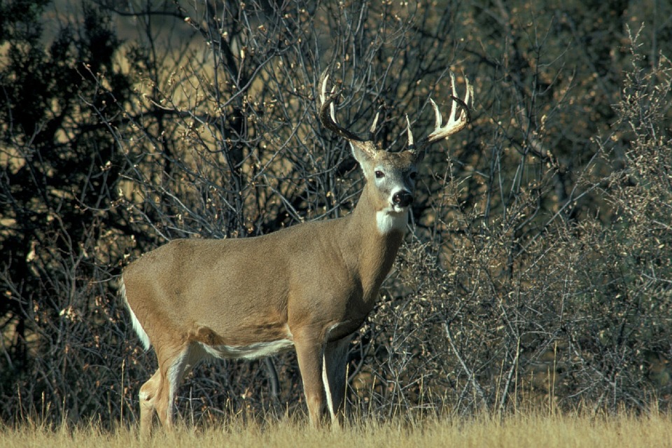REMINDER: Deer Gun Applications are Due June 6th - The Minuteman Blog