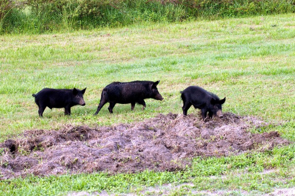 Should North Dakota Change its Law Regarding the Killing of Feral Swine ...